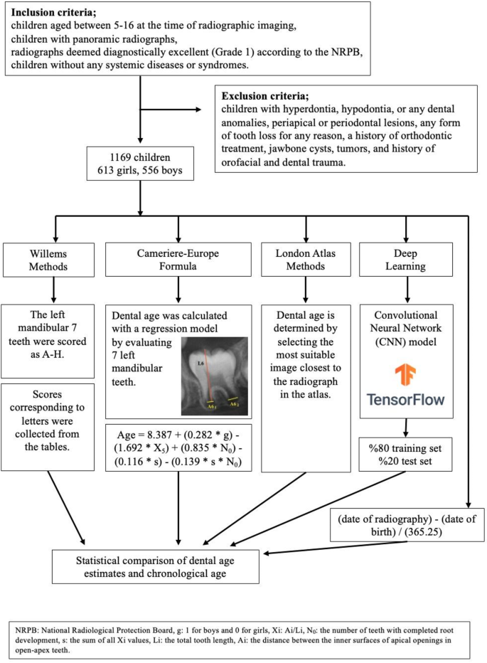 Comparison of different dental age estimation methods with deep ...