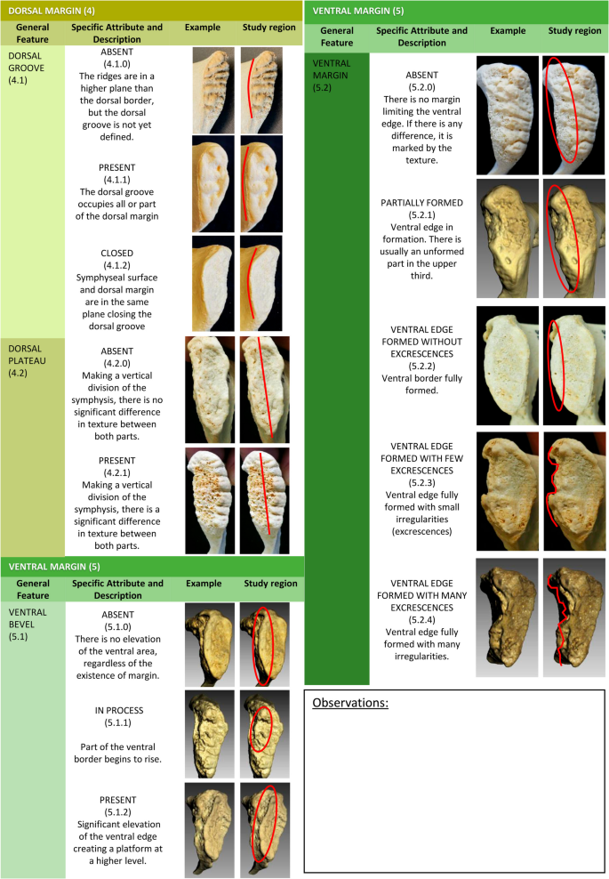 Comparison among artificial intelligence-based age estimation from morphological analysis of the ...