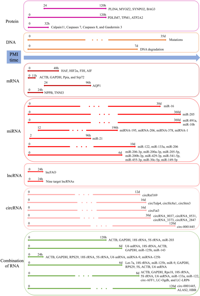 Molecular biology research progress in post-mortem interval (PMI ...