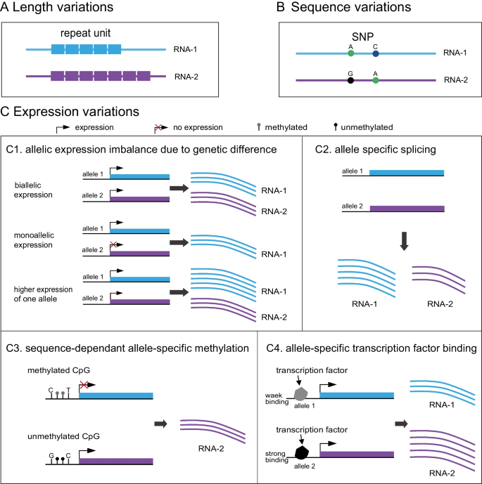 Application of RNA markers in forensic body fluid analysis: from ...