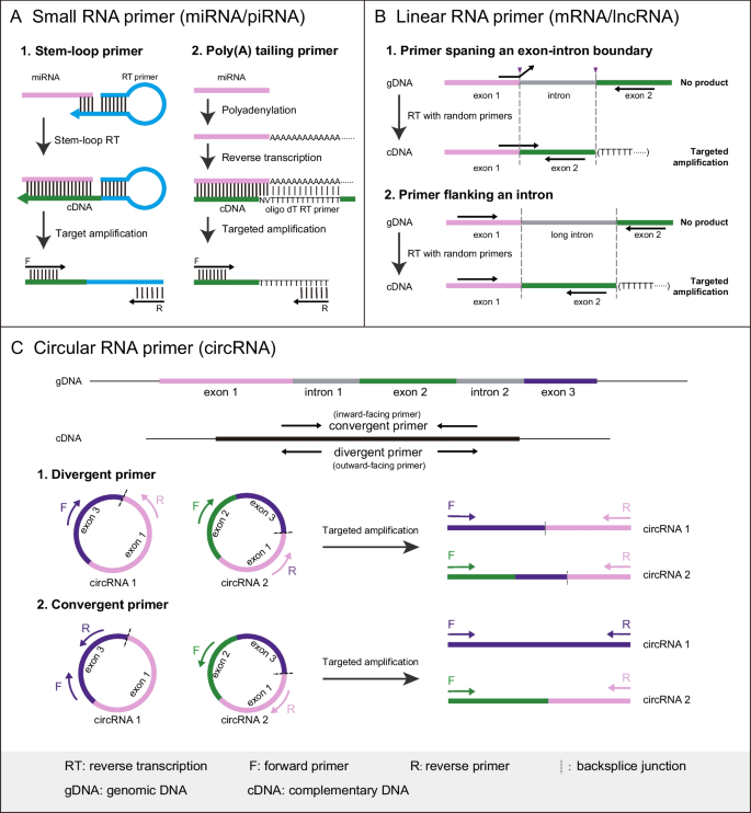 Application of RNA markers in forensic body fluid analysis: from ...