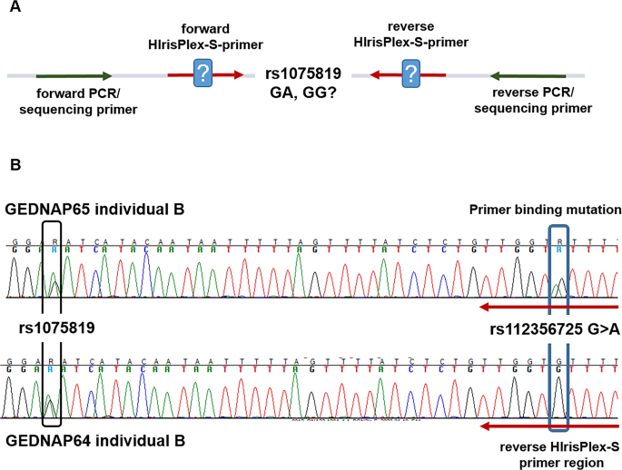 Technical reliability of genotyping SNPs for forensic DNA phenotyping ...