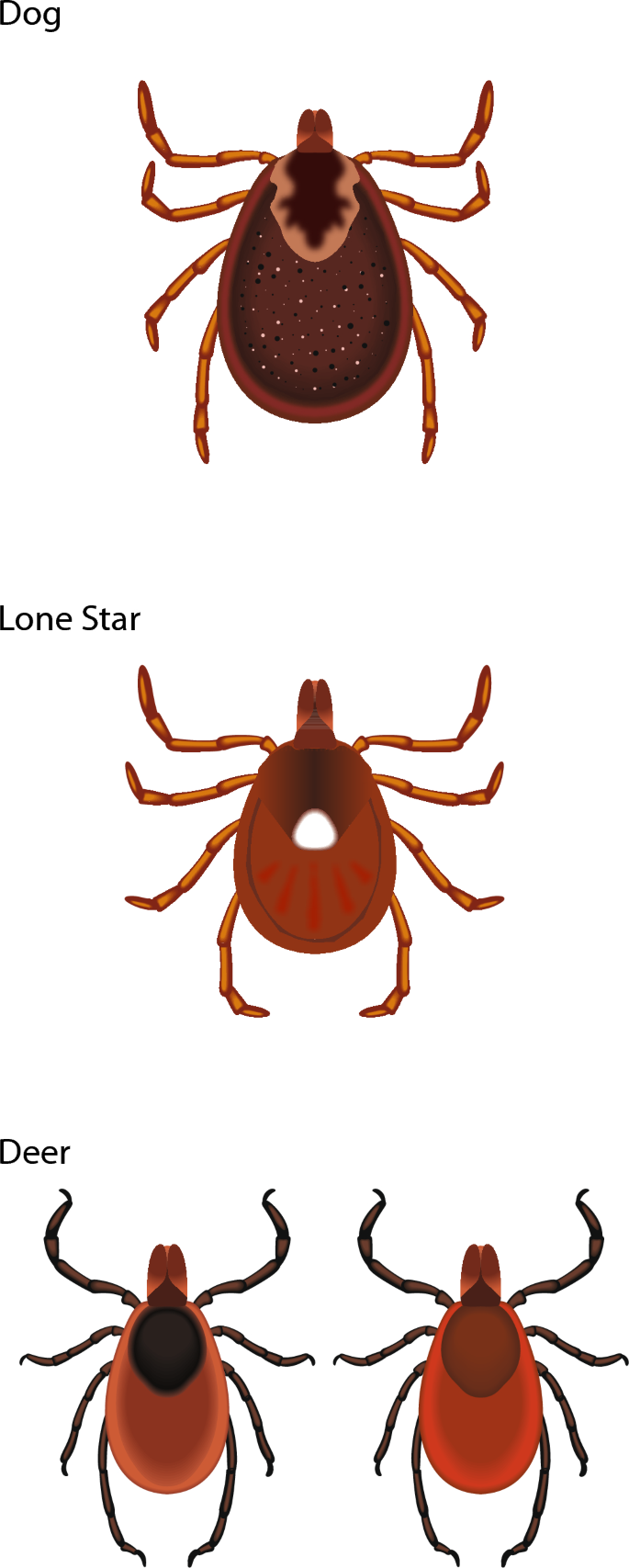 Tick-induced neurological disorders | Journal of Neurology