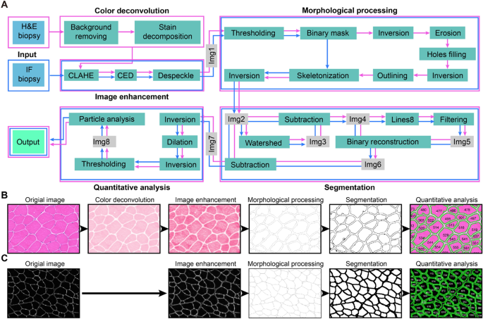 MyoAnalyst: an ImageJ plugin for accurate and automatic myofiber ...