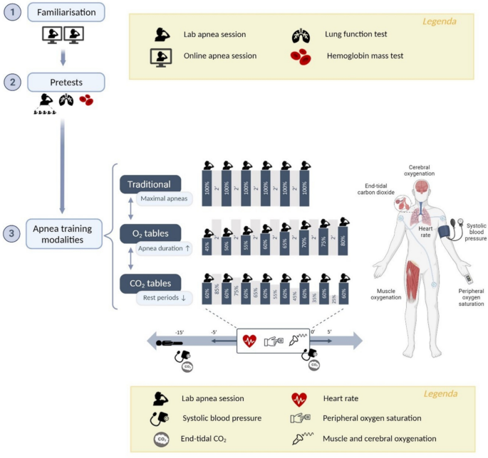 A dive into the physiological responses to maximal apneas, O2 and CO2 ...