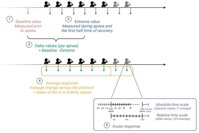 A dive into the physiological responses to maximal apneas, O2 and CO2 ...