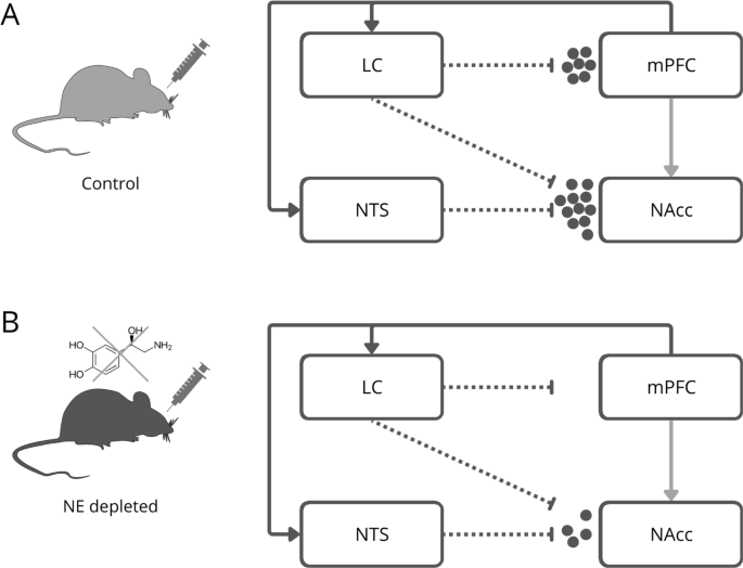 The role of the prefrontal cortex in cocaine-induced noradrenaline ...