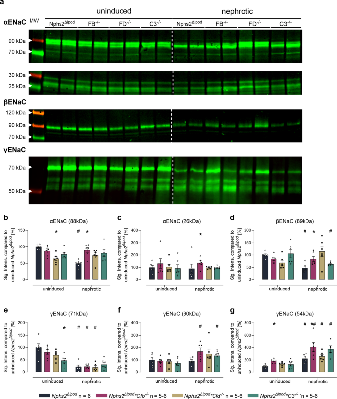 Activation of the alternative complement pathway and its relevance for ...