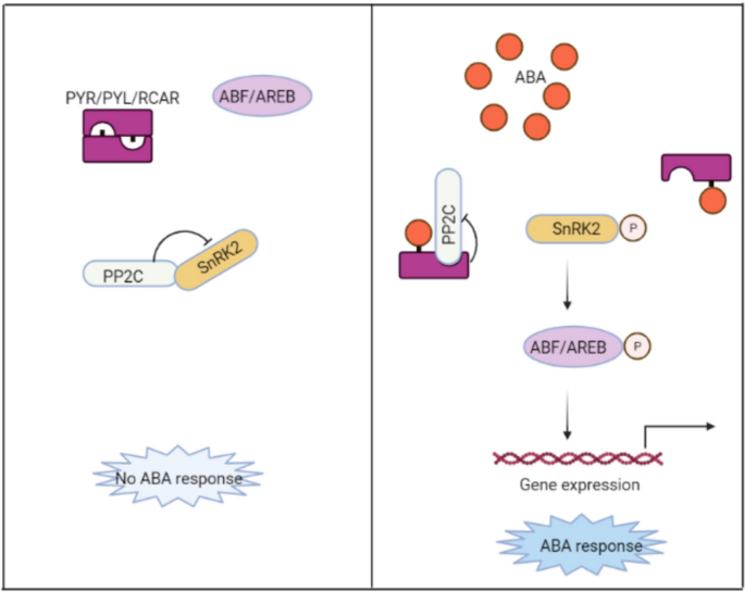 Genome-wide identification, phylogenetic, structural and functional ...