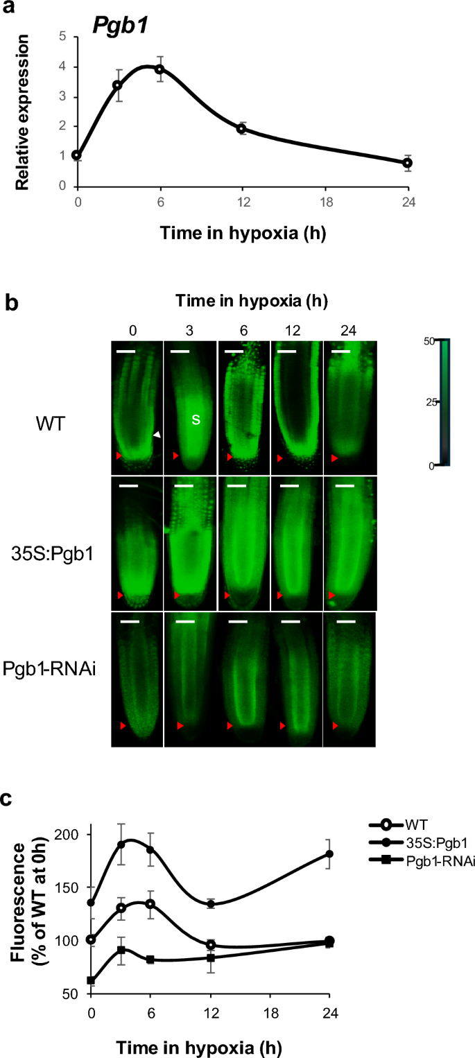 Low-oxygen-induced root bending is altered by phytoglobin1 through ...