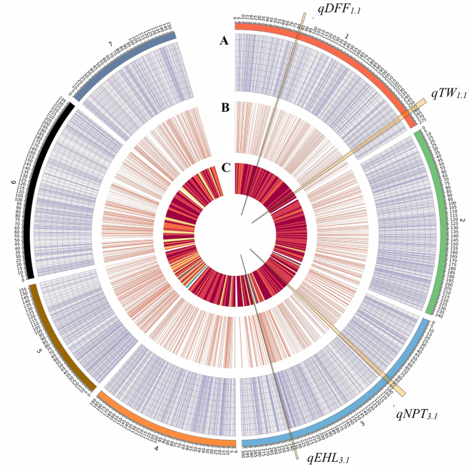 Consensus genetic linkage map and QTL mapping allow to capture the ...
