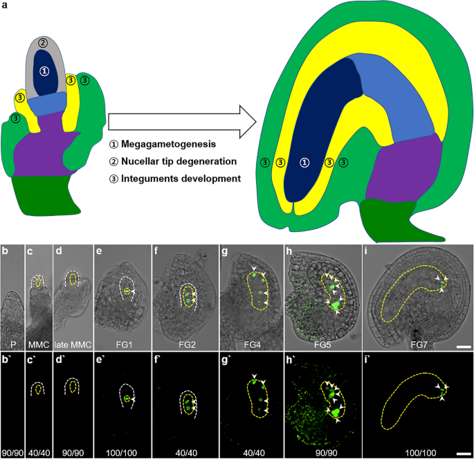 Female gametophyte development is required for nucellar-tip ...