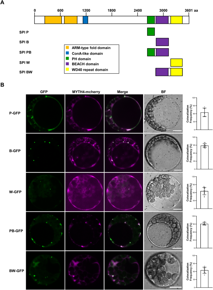 BEACH domain-containing protein SPIRRIG facilitates microtubule ...