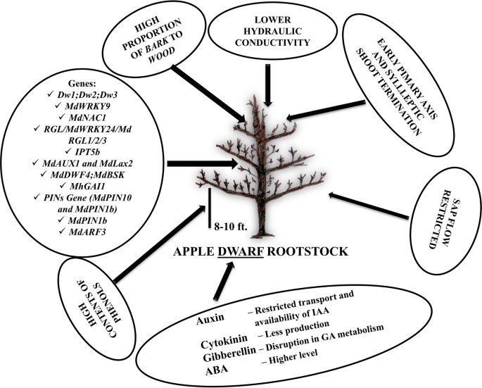 Dwarfism mechanism in Malus clonal rootstocks | Planta