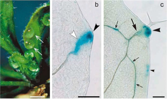 Overall explanation of auxin mechanisms that control vascular ...
