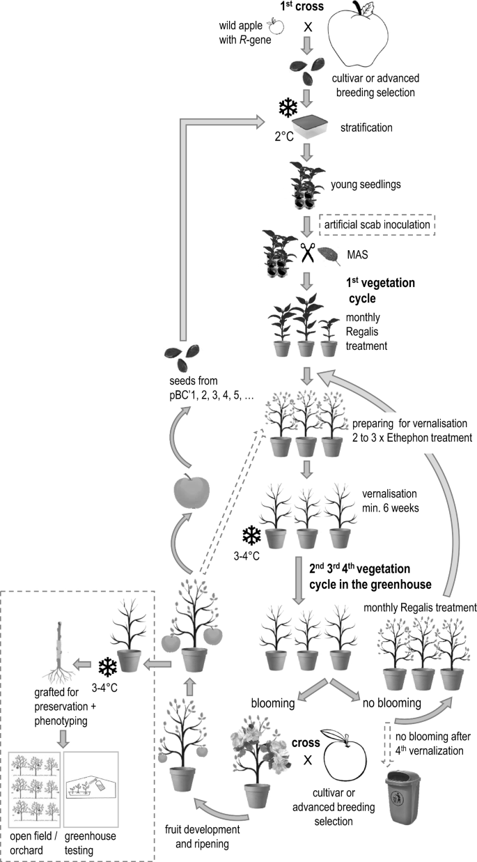 Low input fast-track (LIFT): an approach for fast introgression and ...