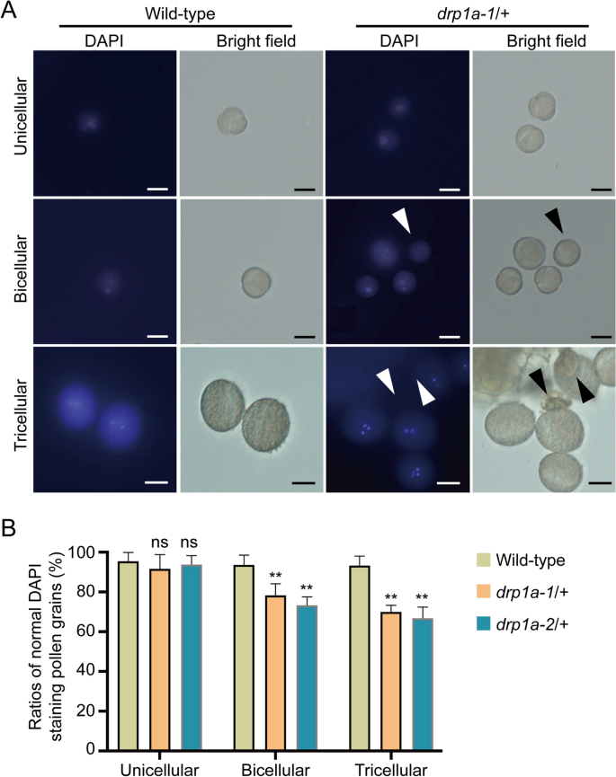 Arabidopsis Dynamin-Related Protein 1a is important for cell plate ...