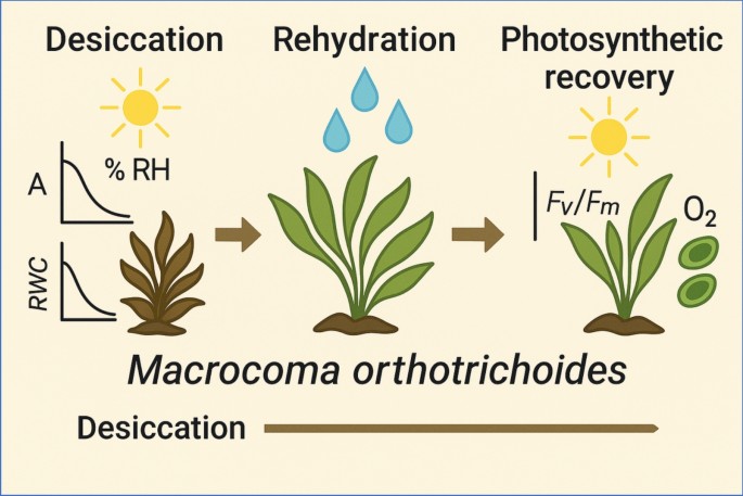 Oxidative stress and photosynthetic resilience in a desiccation ...