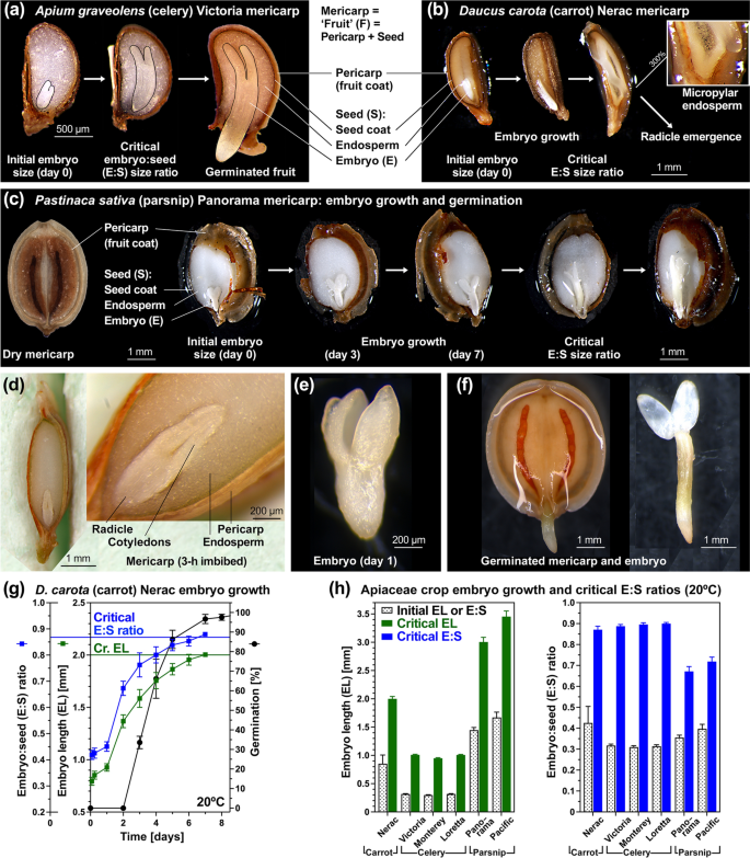Morphological dormancy, embryo growth and pericarp restraint during ...