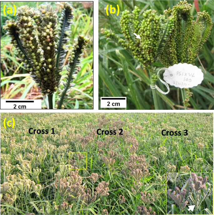 Mutant conferring partial male sterility: a versatile system for ...