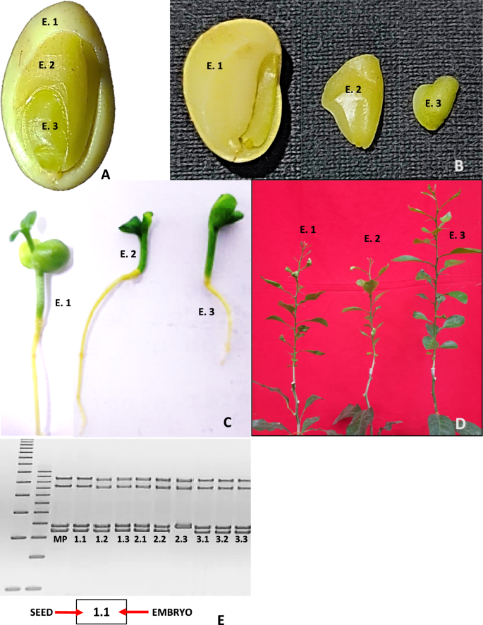 Beyond zygotic and nucellar origins: improving the polyembryony model ...