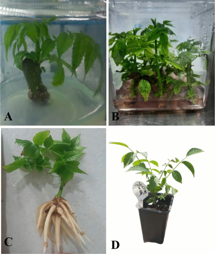 Advancements in Persian walnut tissue culture and genetic engineering ...