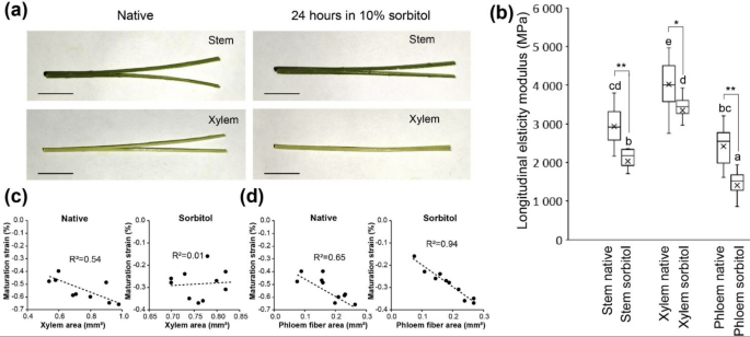 Improvement of the longitudinal stem-splitting method for quantitative ...