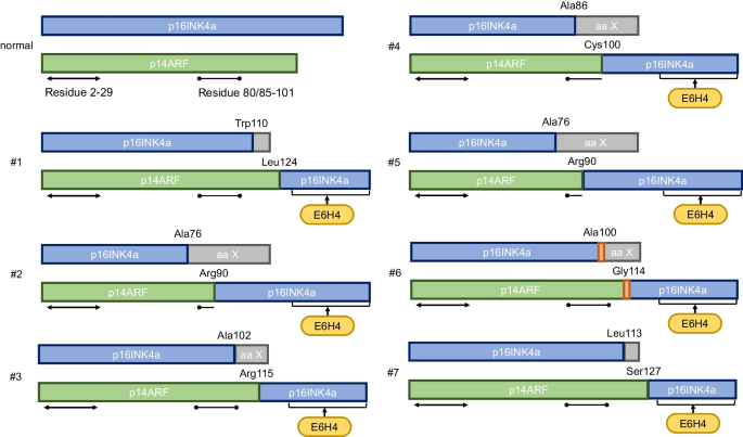 Abnormal nuclear and nucleolar immunoreactivity of p16INK4a represents a frameshift alteration ...