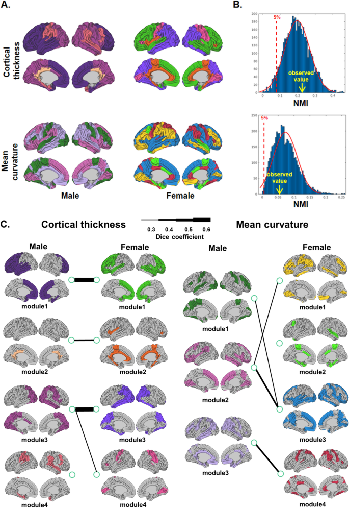 No sex difference in maturation of brain morphology during the ...