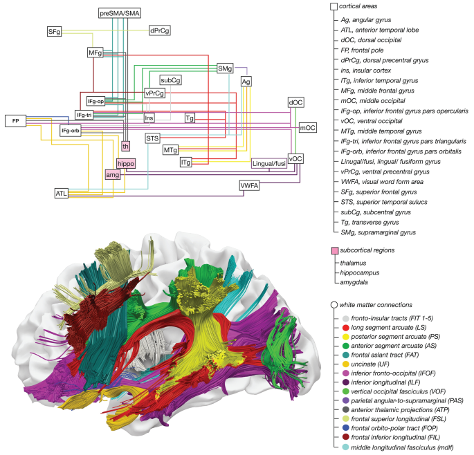 Redefining language networks: connectivity beyond localised regions ...
