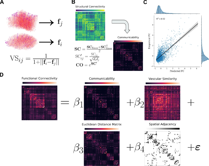 Microvascular structure variability explains variance in fMRI ...