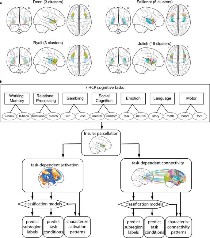 Heterogeneity of human insular cortex: five principles of functional ...