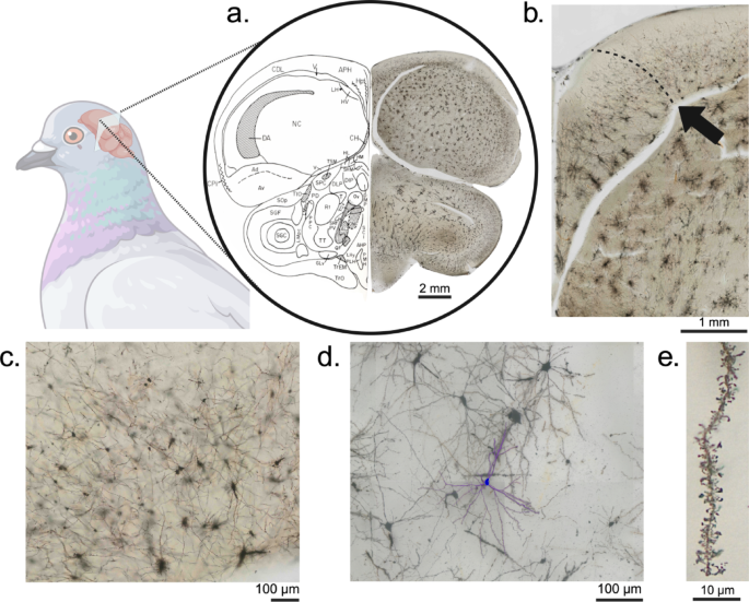 Homing and feral pigeons differ in hippocampal formation neuron size: a ...