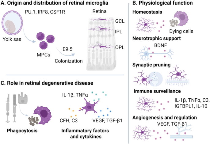 Exploring retinal microglia: development, degeneration, and iPSC ...