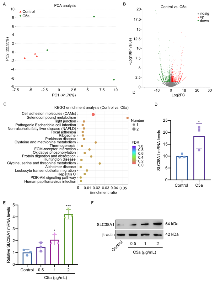 Complement C5a promotes human retinal pigment epithelial cell viability ...