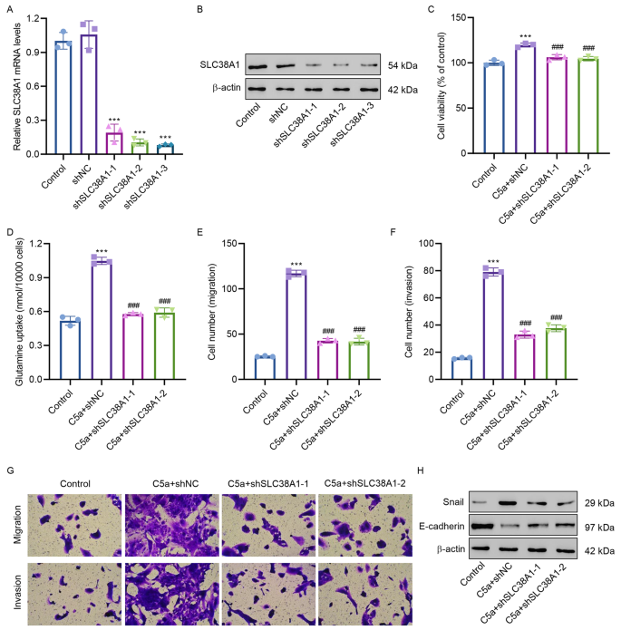 Complement C5a promotes human retinal pigment epithelial cell viability ...