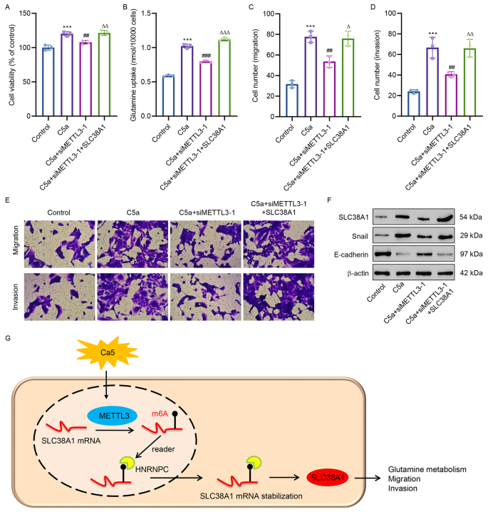 Complement C5a promotes human retinal pigment epithelial cell viability ...
