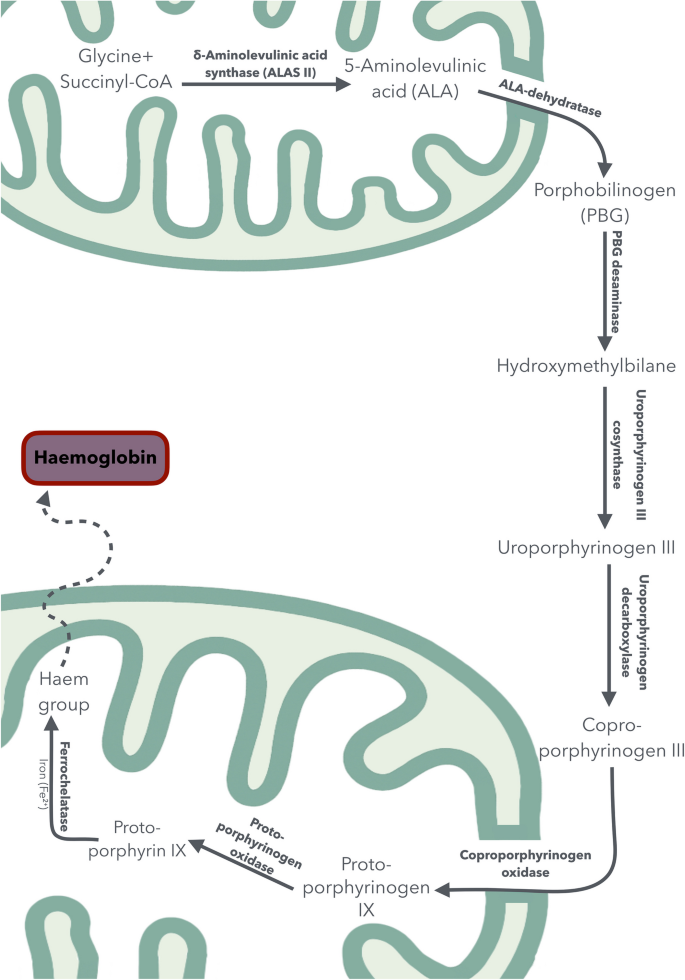 Erythropoietic protoporphyria in childhood: clinical clues, missed ...