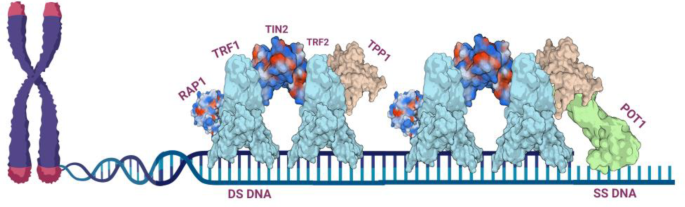 TRF1 and TRF2: pioneering targets in telomere-based cancer therapy ...