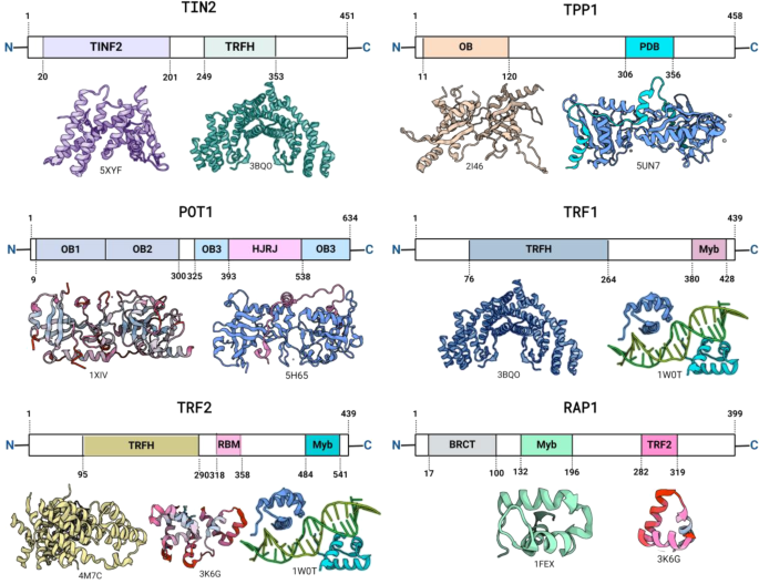 TRF1 and TRF2: pioneering targets in telomere-based cancer therapy ...