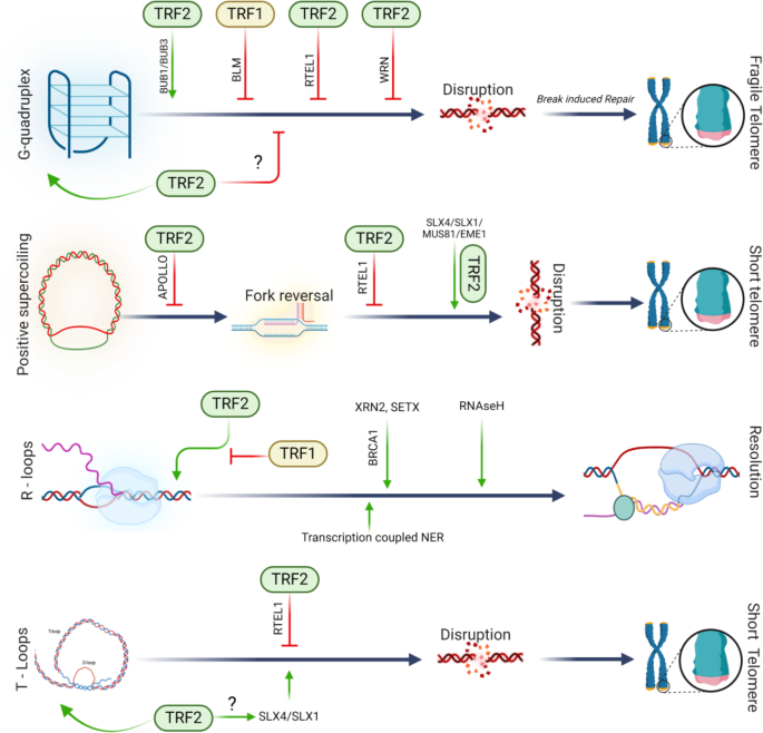 TRF1 and TRF2: pioneering targets in telomere-based cancer therapy ...