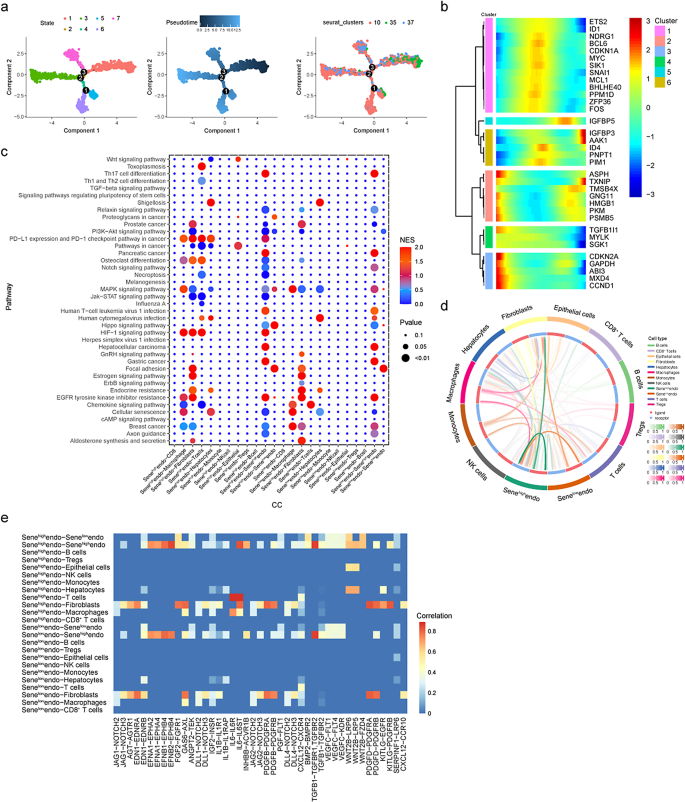 Integration of single-cell and spatial transcriptome sequencing identifies CDKN2A as a senescent ...