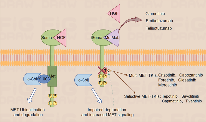 Advances in clinical research of MET exon 14 skipping mutations in non ...