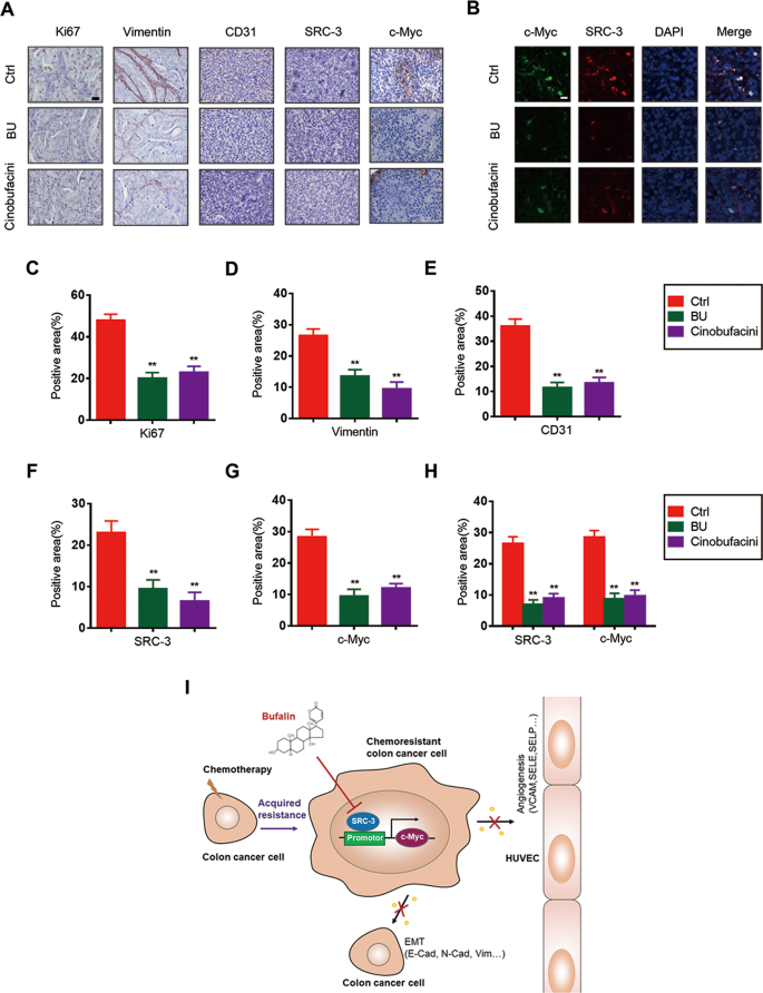 Bufalin targets the SRC-3/c-Myc pathway in chemoresistant cells to ...