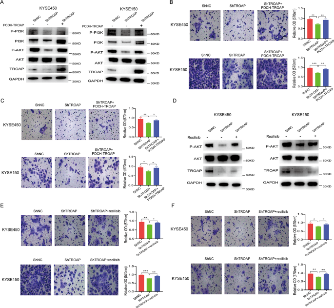 TROAP promotes esophageal squamous cell carcinoma progression via the ...