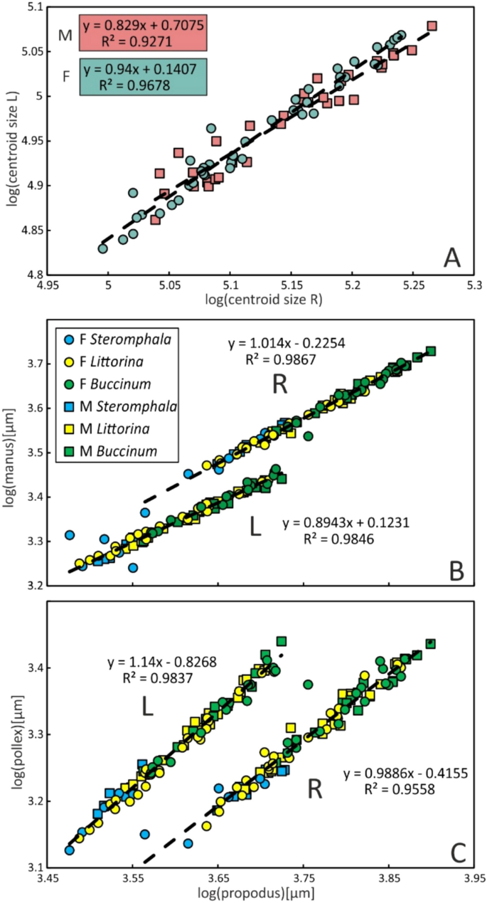 Asymmetrical chela growth patterns and correlation of chela shape to ...