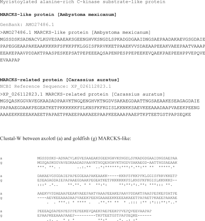 Immunolocalization of MARCKS-like protein during early stages of tail ...