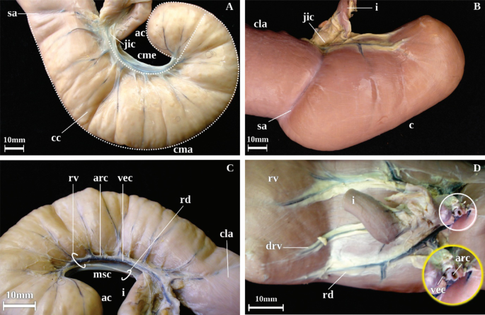 Comparative anatomy of the cecum in the Woolly Spider Monkey ...