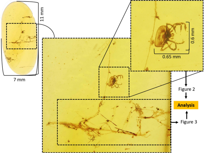 Interaction between spiders and ticks—ancient arthropod predatory ...