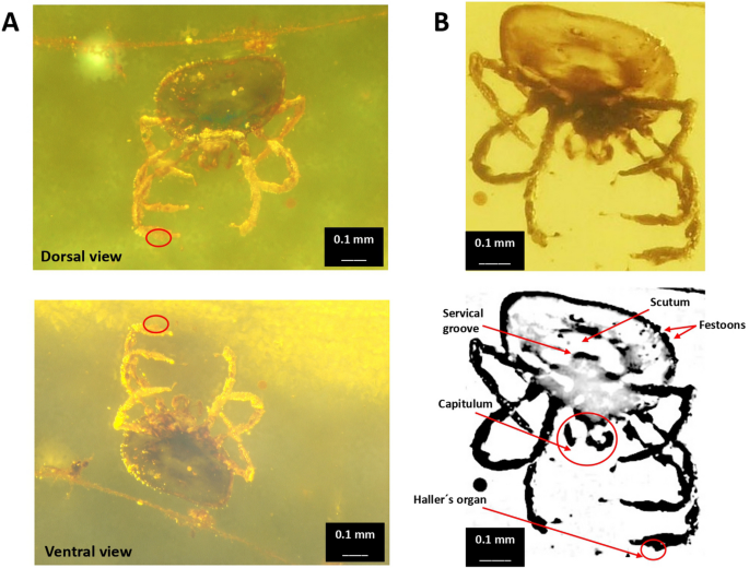 Interaction between spiders and ticks—ancient arthropod predatory ...